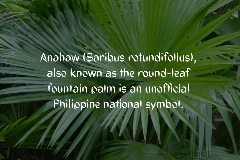 Anahaw – Hanken Design Co.